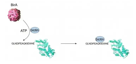 Avi-Tag Technology: High-Precision Biotinylation Labeling Facilitates ...