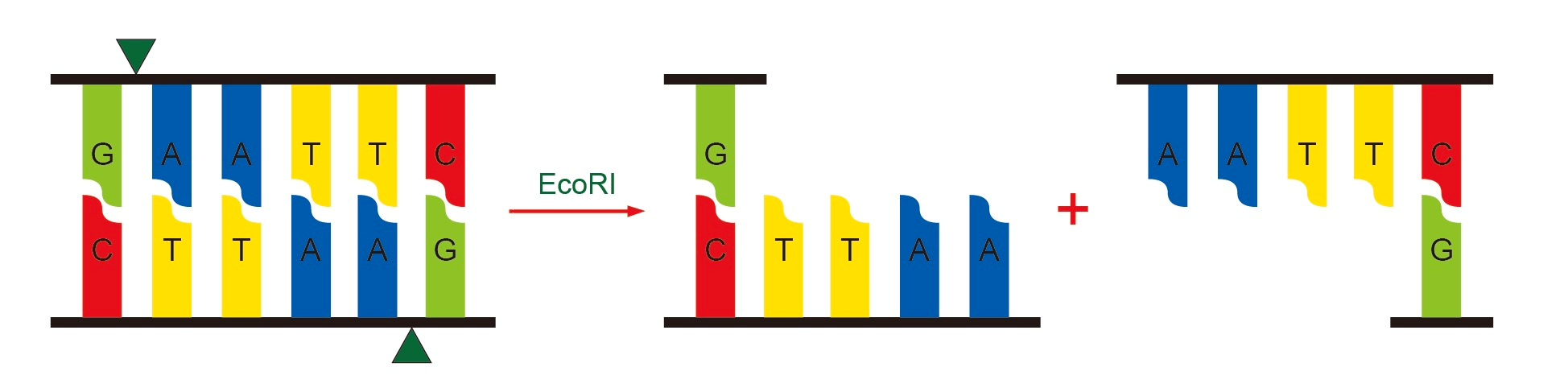 Multiple Molecular Cloning Technologies: Core Tools Driving Gene Engin ...