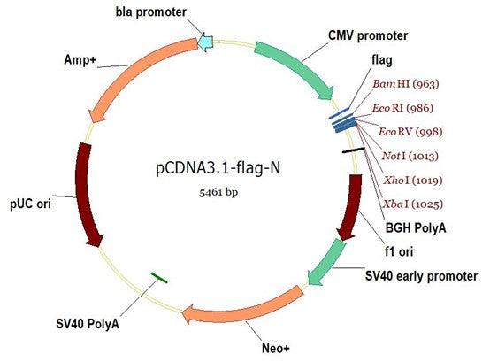 Flag Tags and Antibodies: The Precision Duo Powering Advanced Protein ...