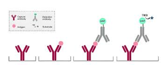 sFlt-1 Pairing Antibodies: Innovative Therapeutic Strategies for Vascu ...