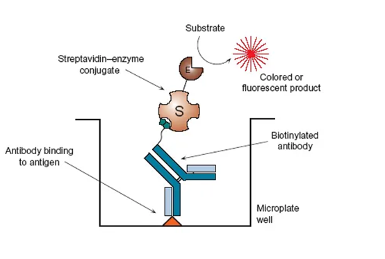 Biotin Labeling Technology: Core Principles, Advanced Methodologies, a ...