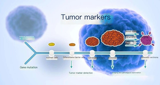 IHC Tumor Markers in Lung Cancer: Key Biomarkers and ANTBIO's Antibody ...