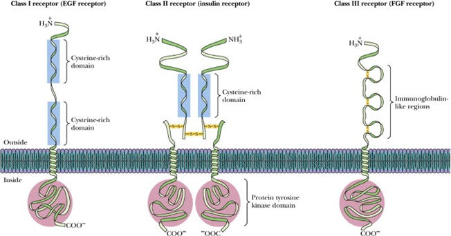 AXL Receptor Tyrosine Kinase: Emerging Therapeutic Target in Cancer Th ...