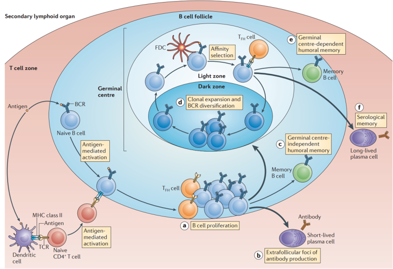 B Cells: Development, Function, and Immunoregulatory Mechanisms – AntBio