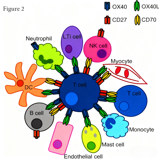 The CD27-CD70 Signaling Axis: A Key Regulator of Tumor Immunity with A ...