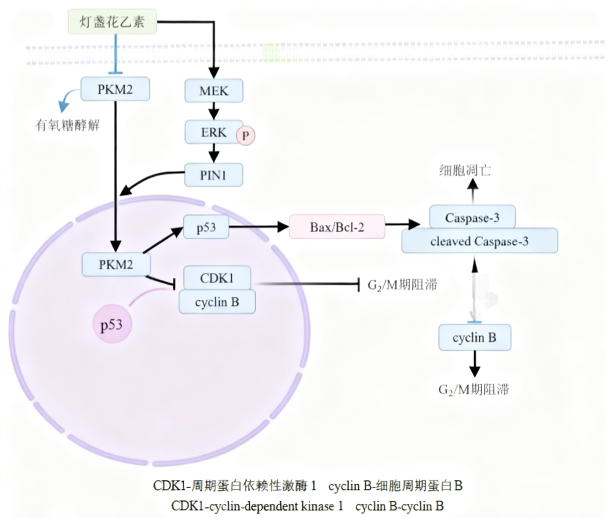 Targeting PKM2: How Active Components of Traditional Chinese Medicine ...