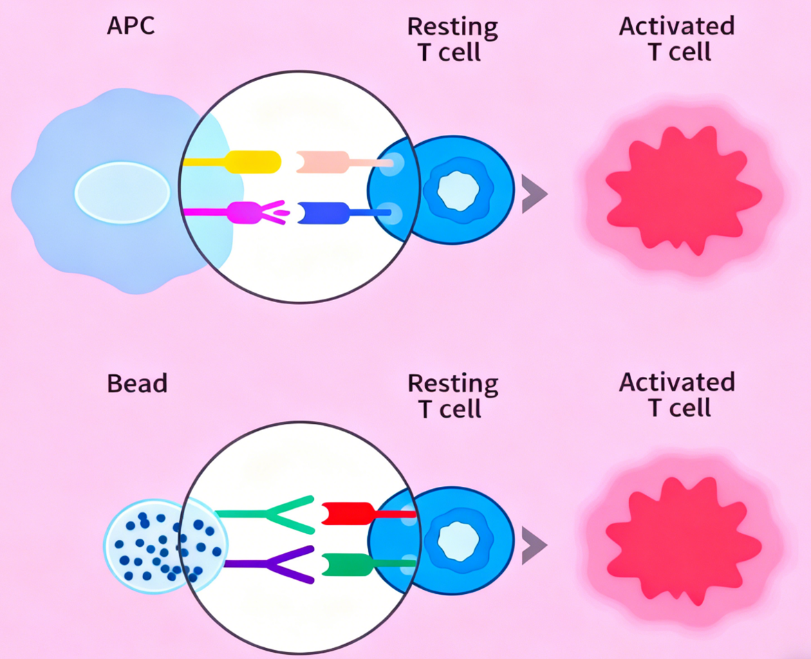 Mouse T Cell Activation Kits: Enabling Efficient Immune Activation Thr ...