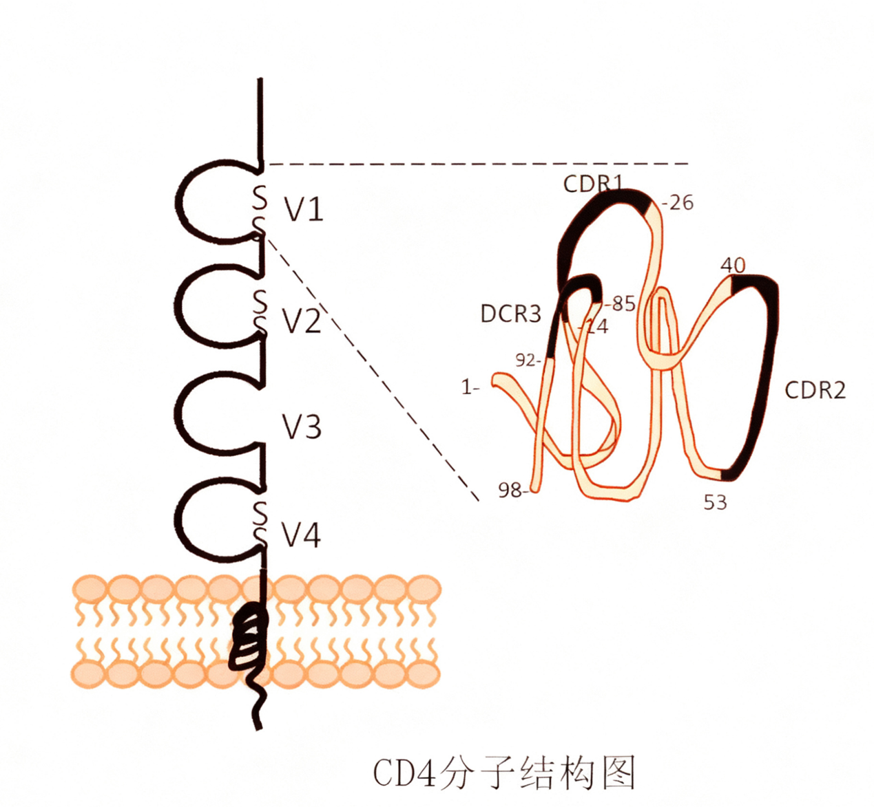 Can CD4 Antibodies Become a Key Strategy for Improving Immune Reconsti ...