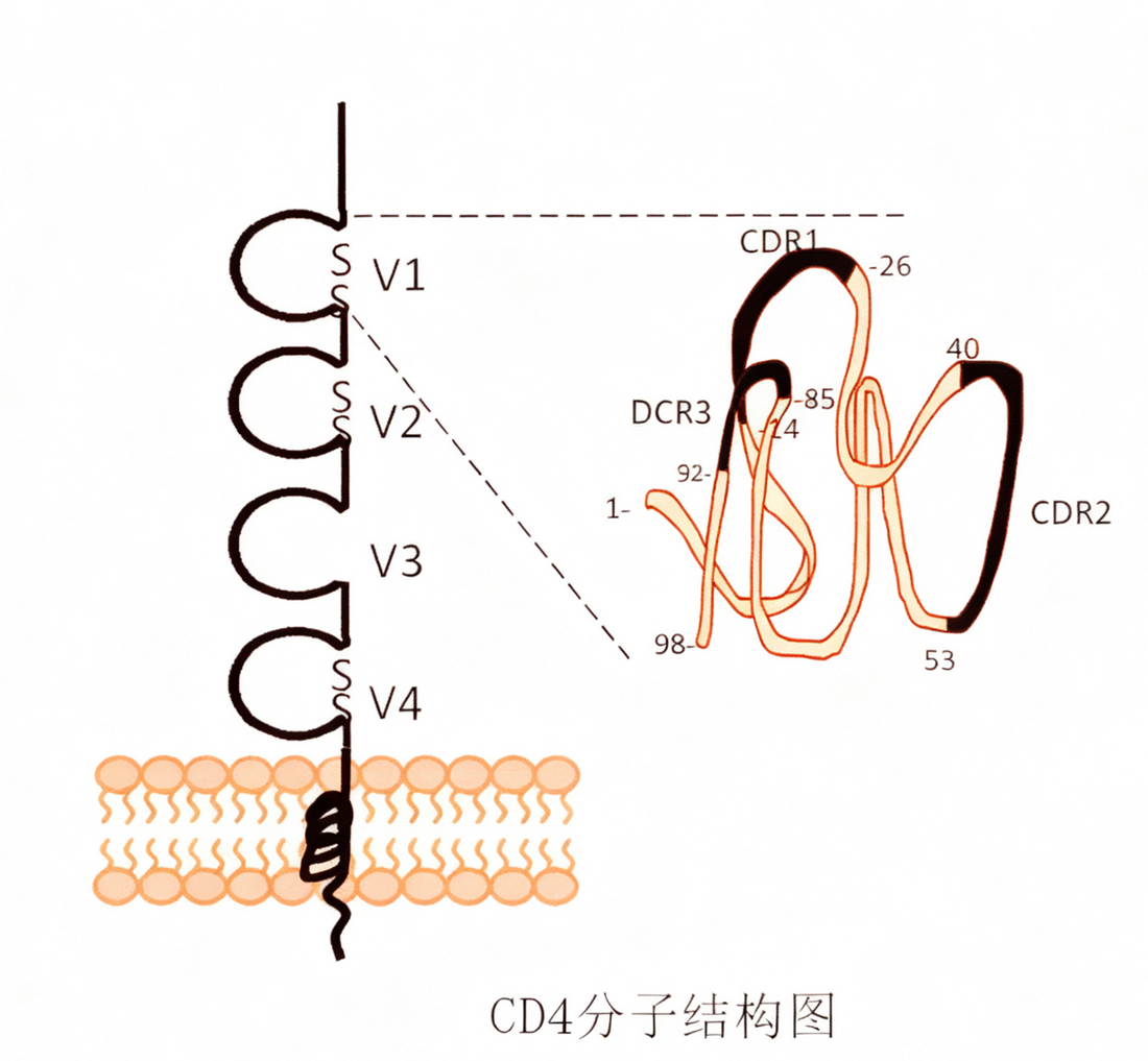 Can CD4 Antibodies Become a Key Strategy for Improving Immune Reconsti ...