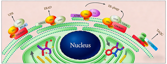 How Does Ubiquitination Regulate the Maintenance of Homeostasis Betwee ...