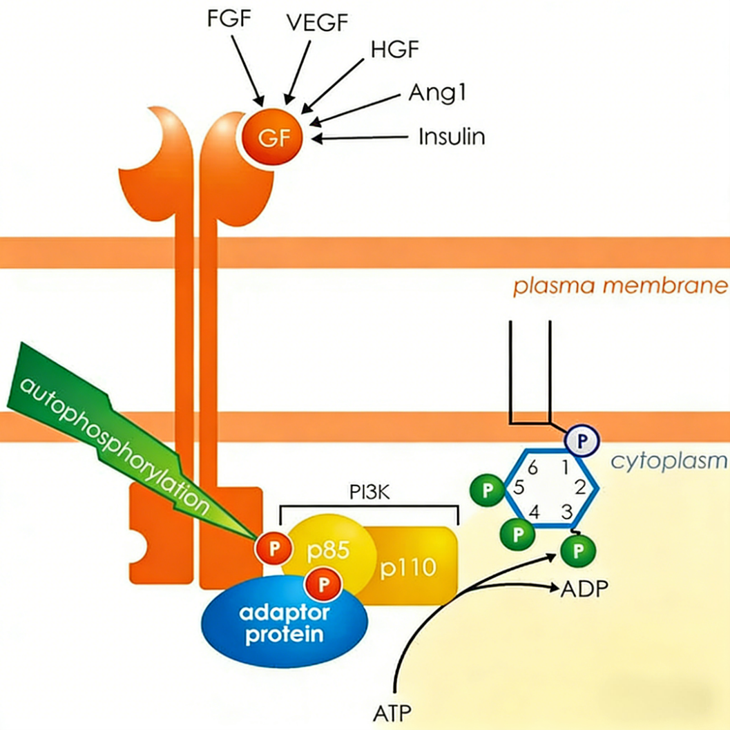 Regulatory Mechanisms and Biological Functions of the PI3K Signaling P ...