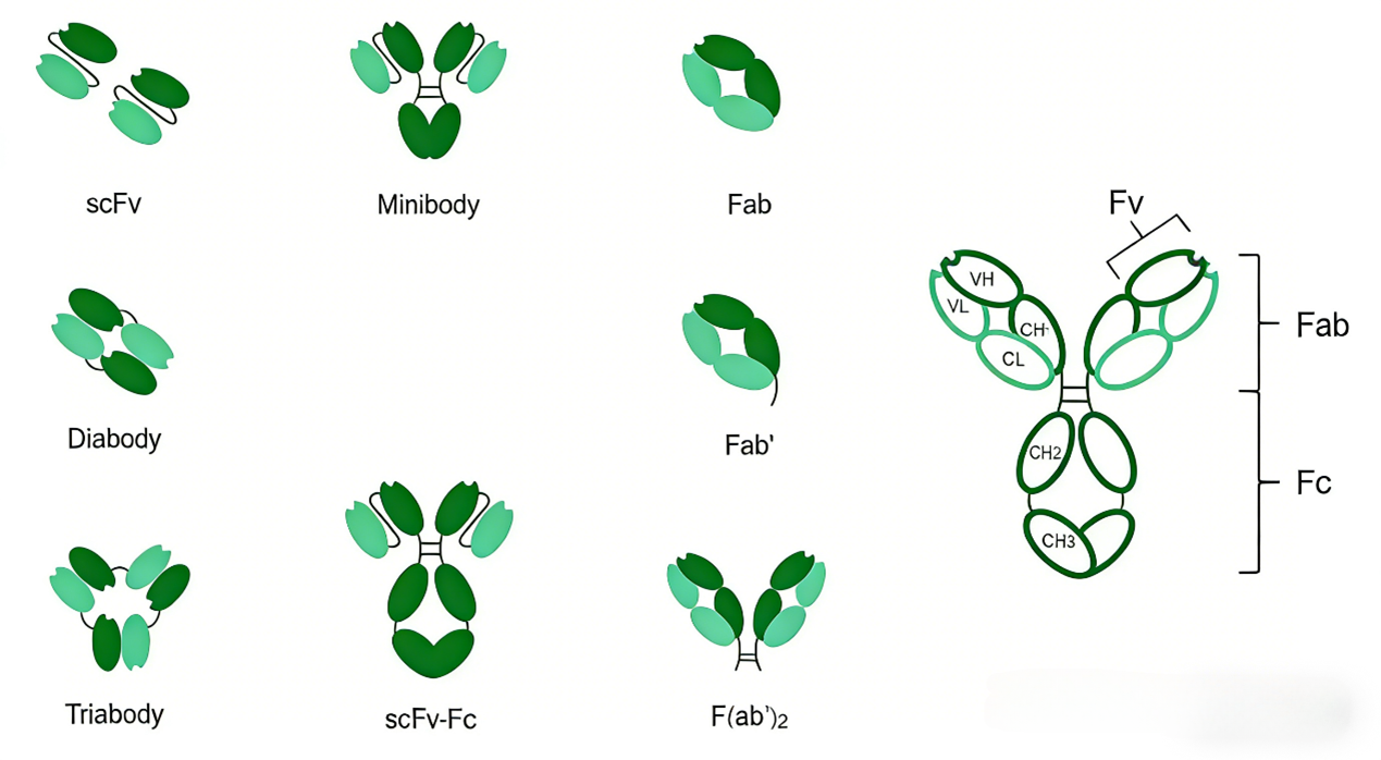 Efficient Customization of Fab Antibodies: Principles, Technologies ...