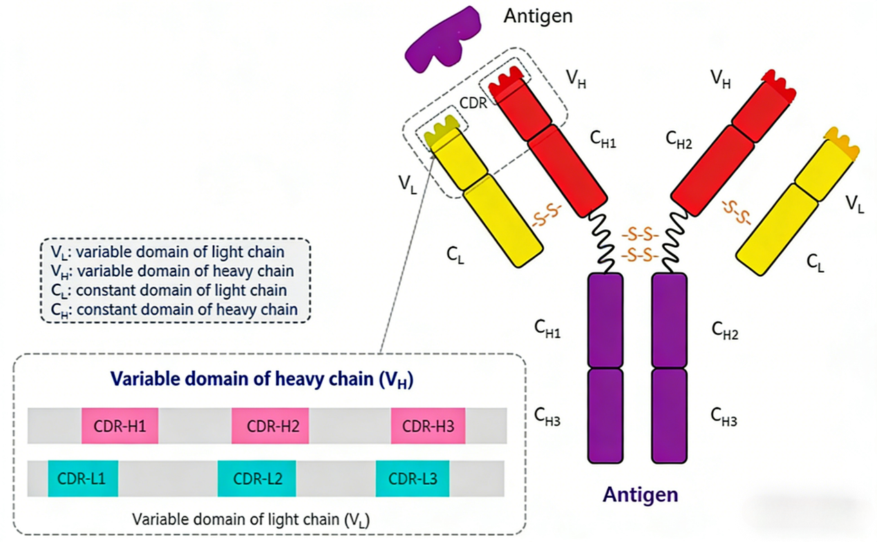 Efficient Antibody Sequence Design: The Cornerstone of Antibody Engine ...