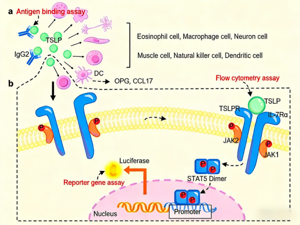How Do Disulfide Bond Isomers of IgG2 Fc Recombinant Proteins Affect F ...