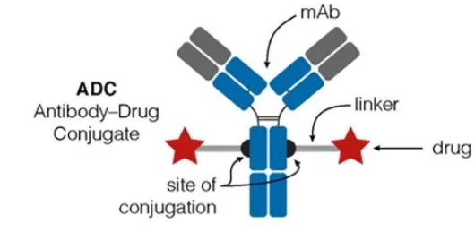 MMAE/MMAF: The Core Cytotoxic Warheads Powering the ADC Drug Revolutio ...