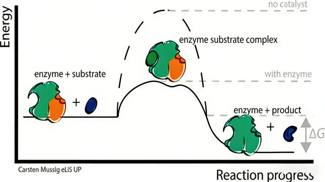 Human Angiotensin-Converting Enzyme 1 (ACE1): Core Catalytic Traits, R ...