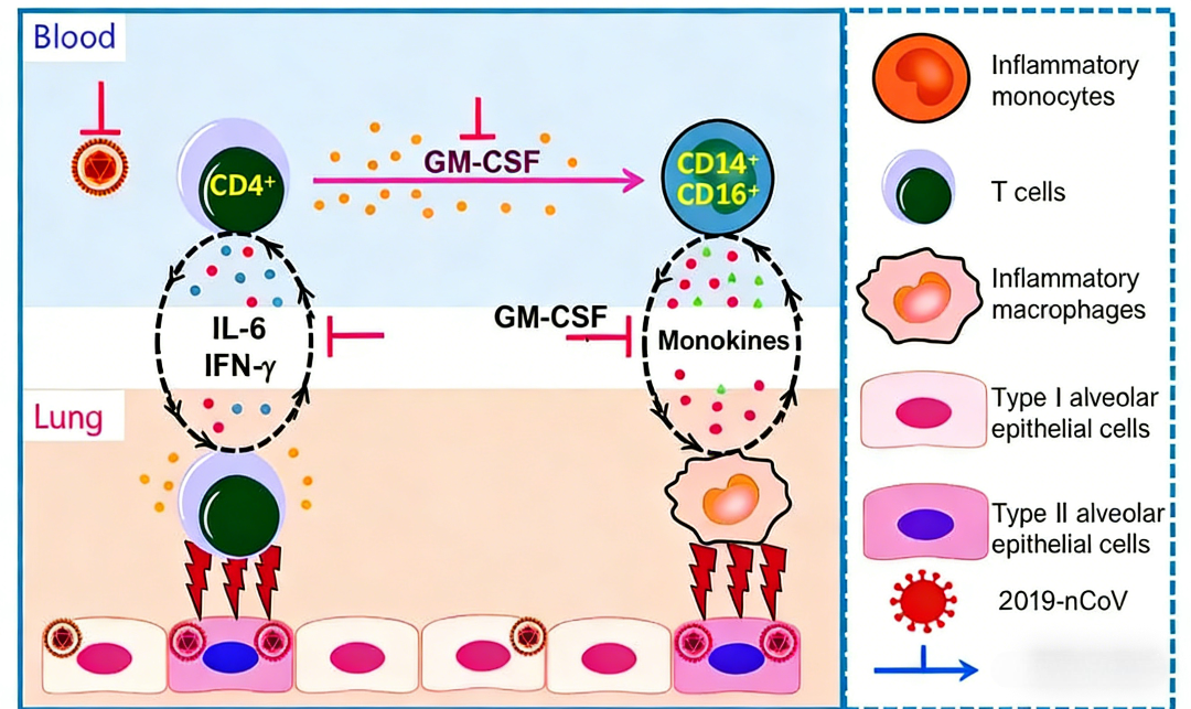 GM-CSF Surpass ELISA Kit: Deciphering the Mechanism of Viral Infection ...