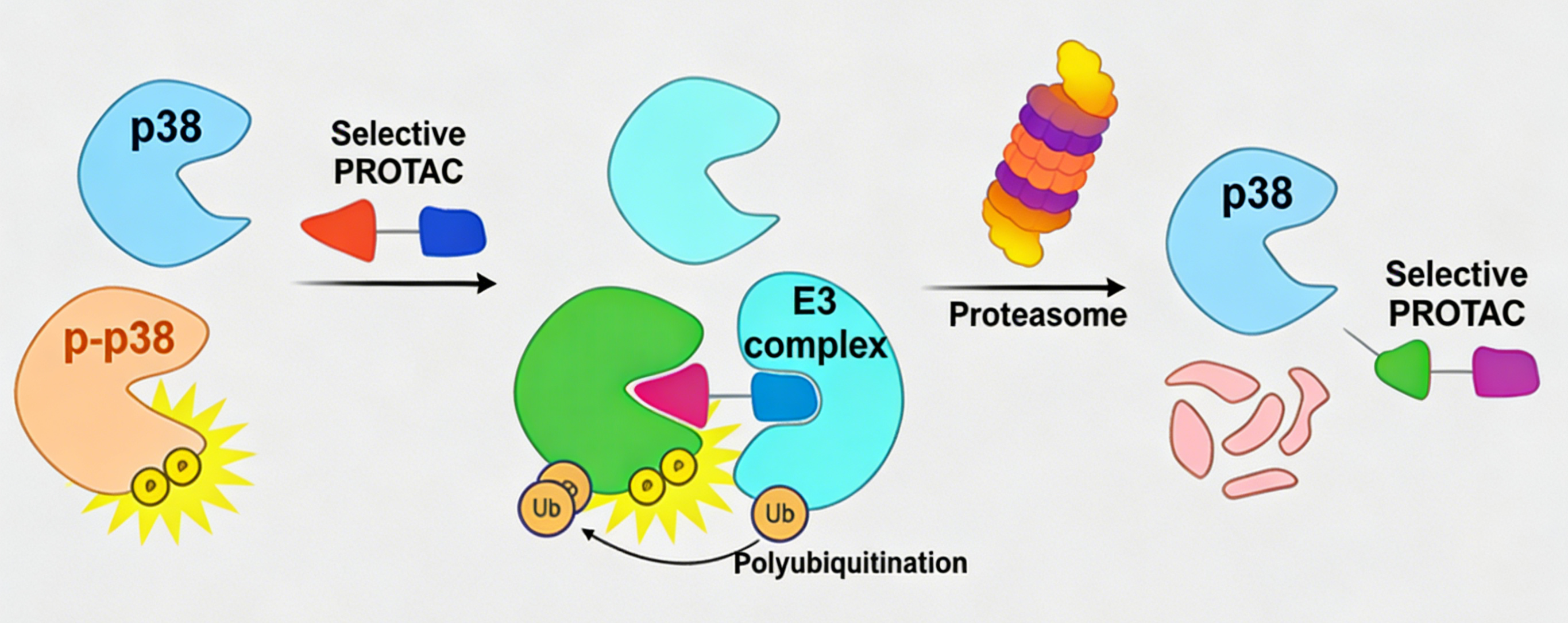 Literature Analysis: Selective Degradation of Phosphorylated p38 MAPK ...