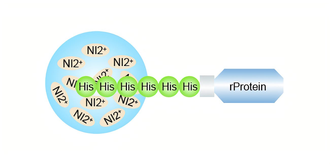 His-Tag Technology: Core Tools for Protein Purification & Research Lit ...