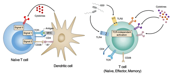 T Cell Activation Kit: A Key Tool in Immunology Research and Applicati ...