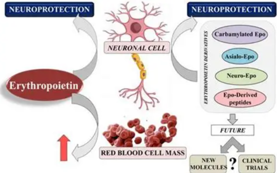 Erythropoietin: A Comprehensive Analysis from the Code of Life to a Me ...