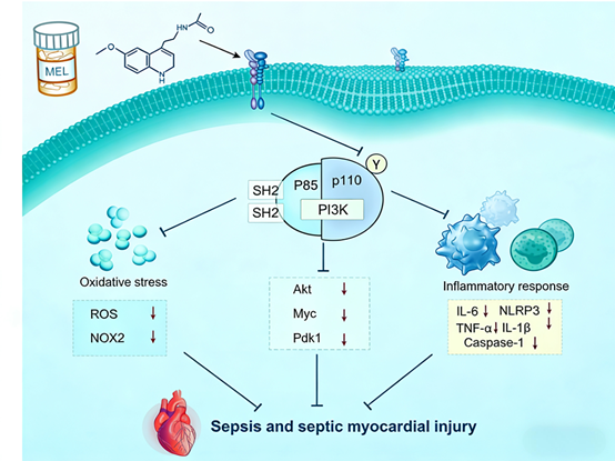 How does PIK3CG become a key target for melatonin intervention in seps ...