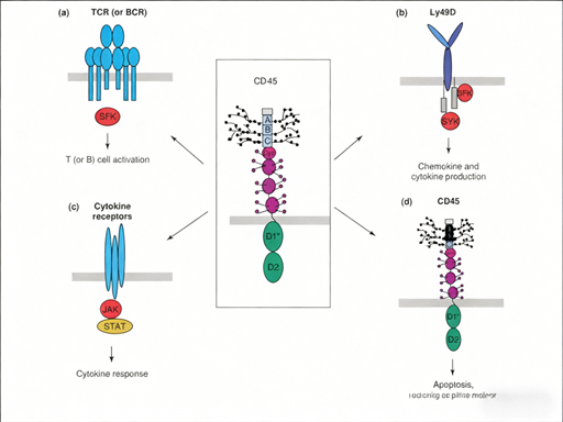 CD45 Antibody: How Does Targeting the Leukocyte Common Antigen Pioneer ...