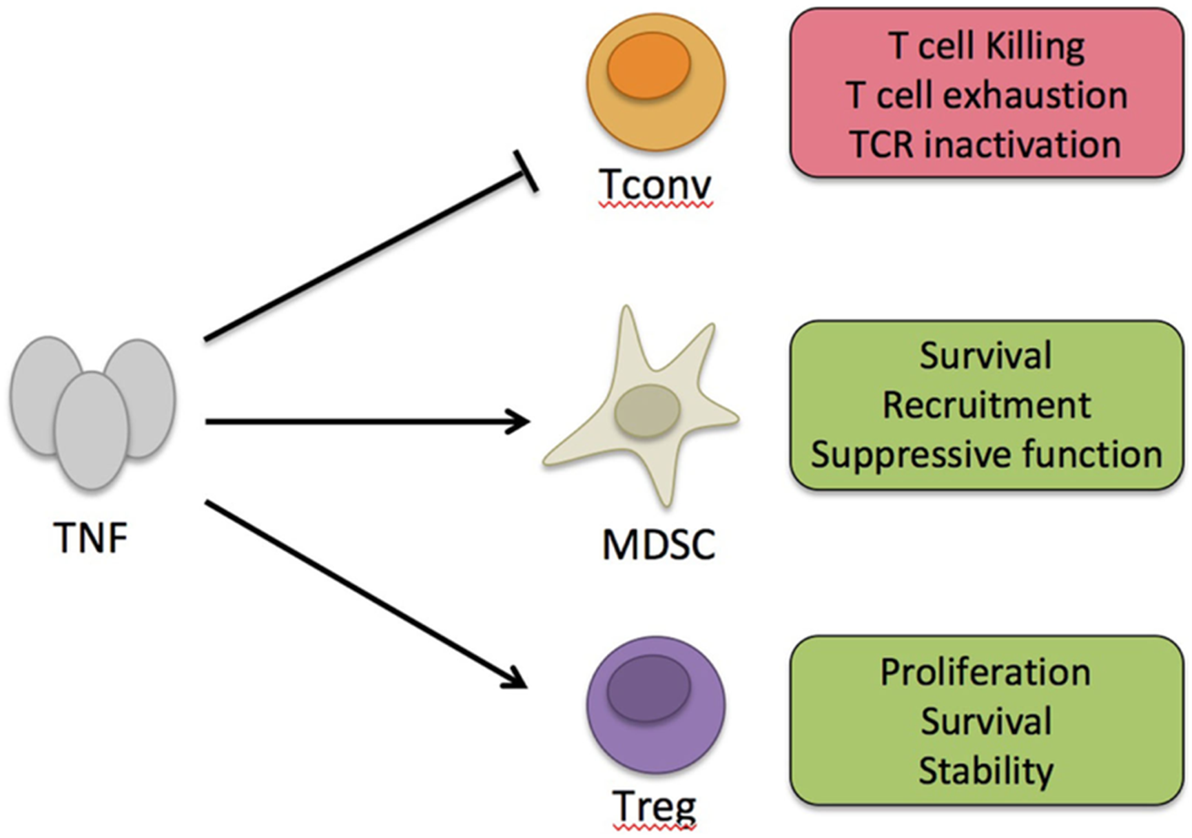 Tumor Necrosis Factor: A Double-Edged Sword in Inflammation and Immune ...