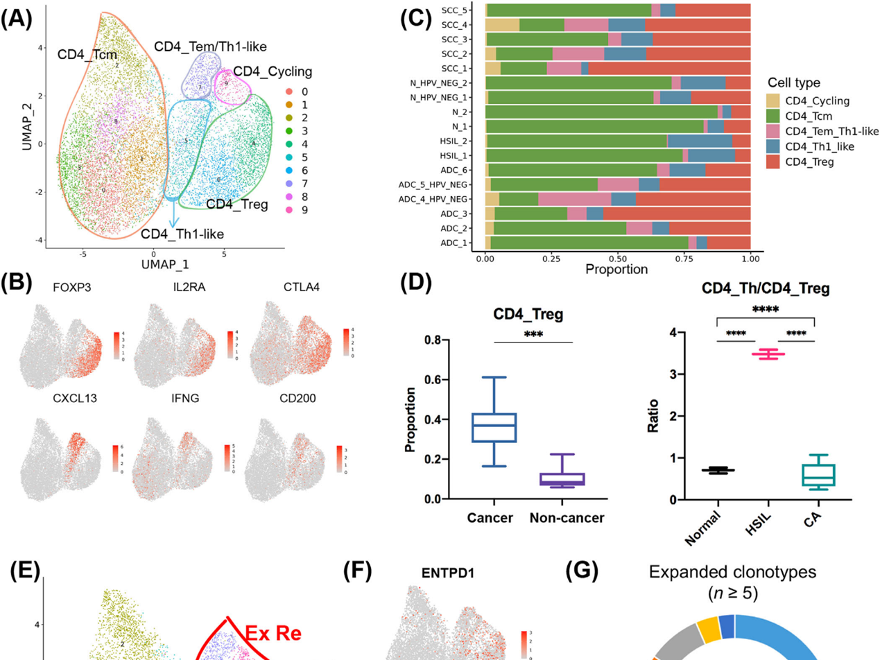 LAMP3+ DCs Mediate Immunosuppressive Microenvironment in Cervical Canc ...