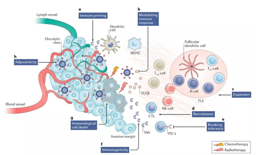 Hot Research Topic: Tumor Microenvironment (TME) and the Core Role of ...