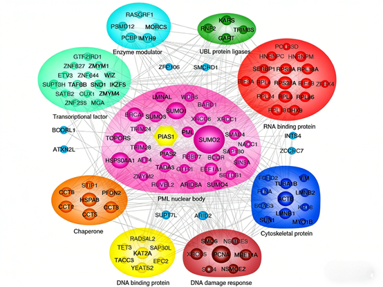 How does PIAS1 regulate the cell migration process through SUMOylation ...