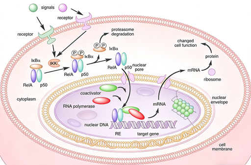 The Key Significance of Phosphorylation Regulation of NF-κB p65 (Ser52 ...