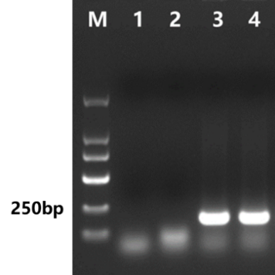 StartScript® II 1st Strand cDNA Synthesis Kit – ANT Bio