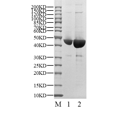 ROCK1 Protein – AntBio