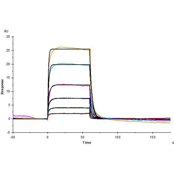 Nectin-1/PVRL1/CD111 Fc Chimera Protein, Human – AntBio
