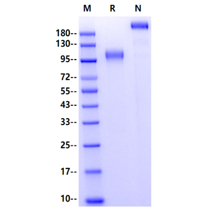 TrkA/NTRK1 Fc Chimera Protein, Mouse – AntBio