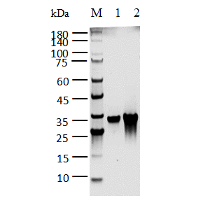 p53 His Tag Protein – AntBio